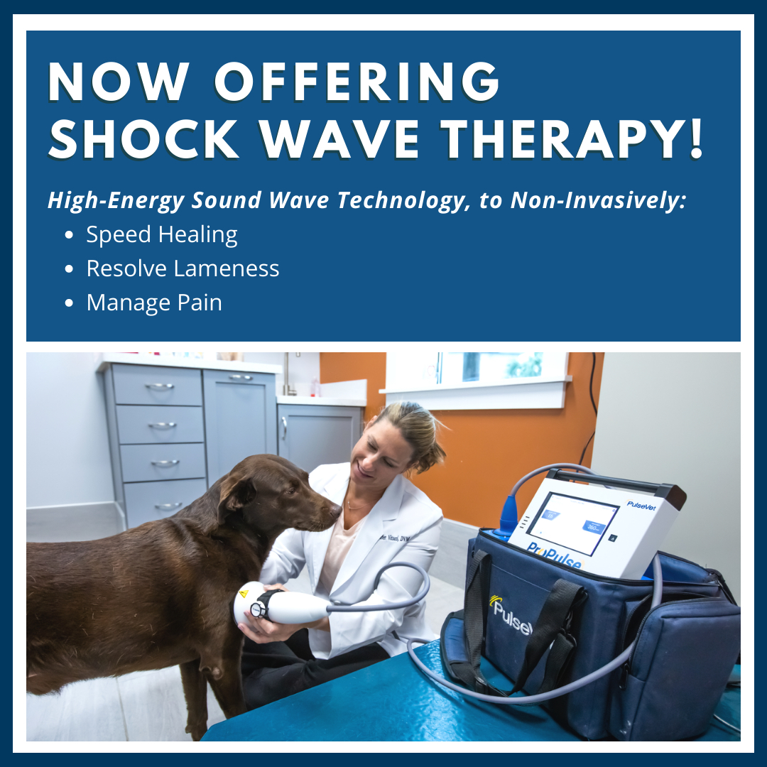 Veterinary Shockwave Therapy in Nicholasville, KY - Animal Hospital of ...